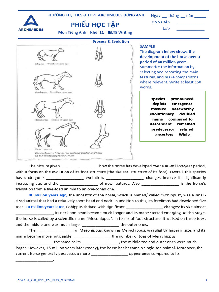 Horse Evolution Over 40 Million Years | PDF | Stone Age | Horses