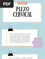Anatomía del Plexo Cervical: Guía Completa | PDF | Nervio | Neuroanatomía