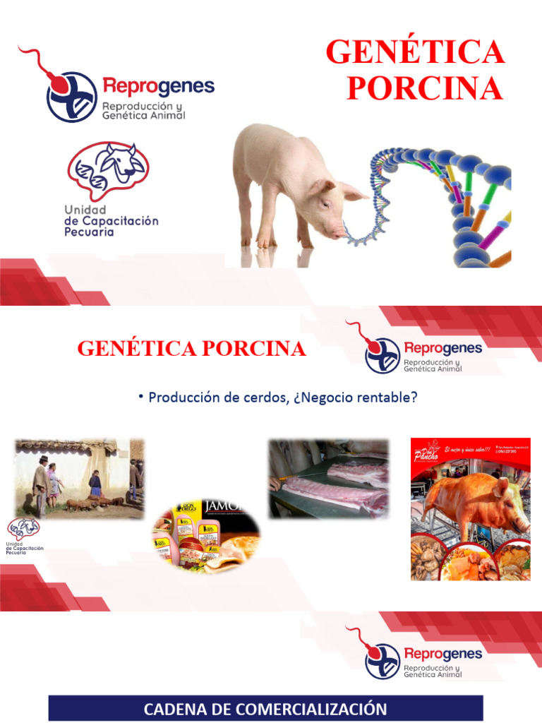 Genética y Razas de Cerdos | PDF | Cerdo | Carne