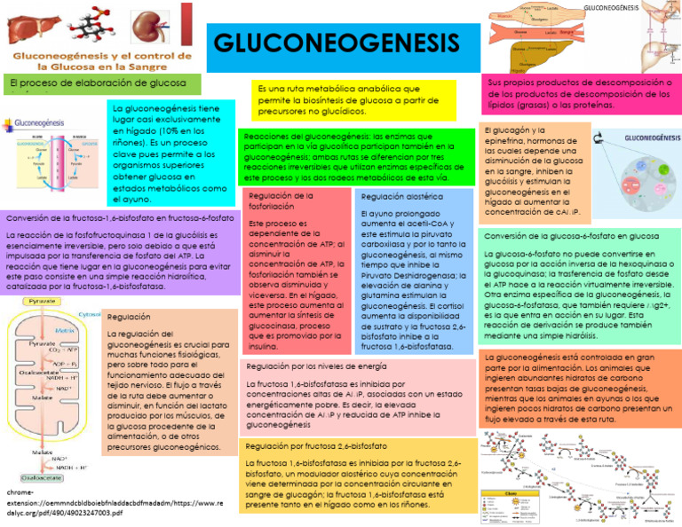 GLUCOGENOGENESIS | PDF | Carbohidratos | Biología Molecular