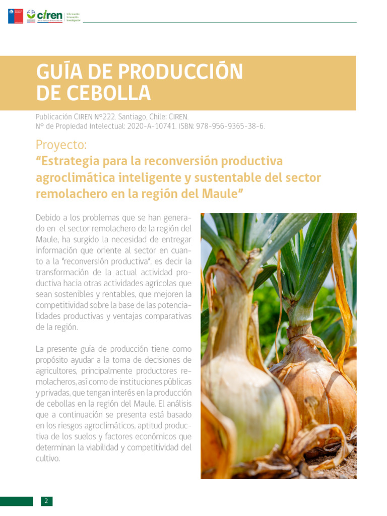 Guia Productiva de La Cebolla | PDF | Agricultura | Suelo