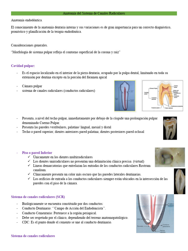 Anatomía Del Sistema de Canales Radiculares | Descargar gratis PDF ...