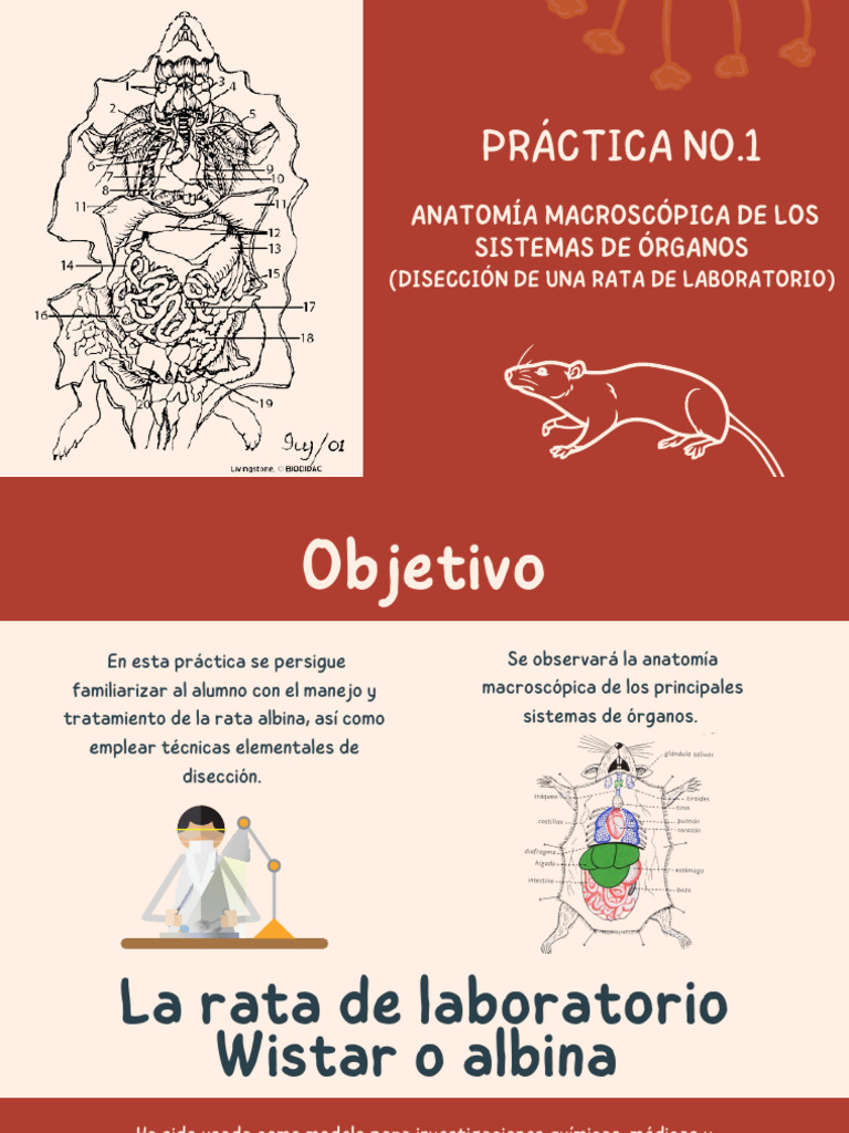 ANATOMÍA MACROSCÓPICA DE LOS SISTEMAS DE ÓRGANOS (Disección de Una Rata ...