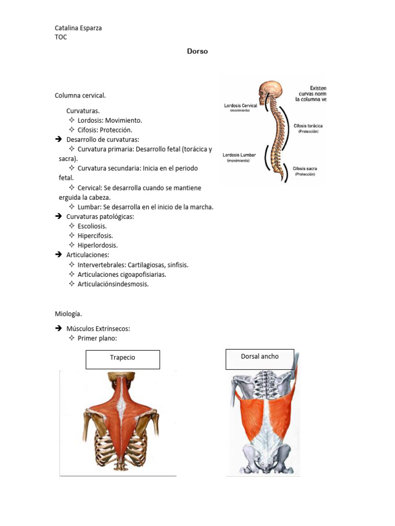 7. Dorso | PDF | Anatomía humana | Sistema musculoesquelético