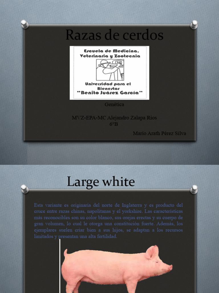 Razas de Cerdos | PDF | Cerdo