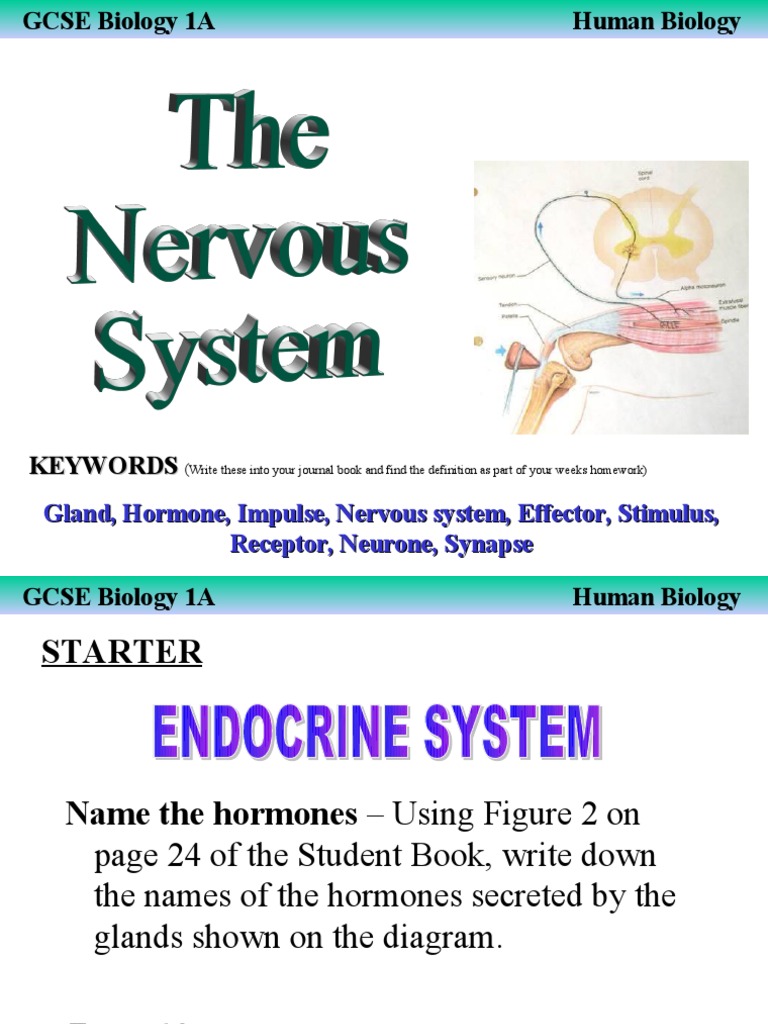 The Nervous System and Reflex Arc (GCSE) | PDF | Nervous System ...