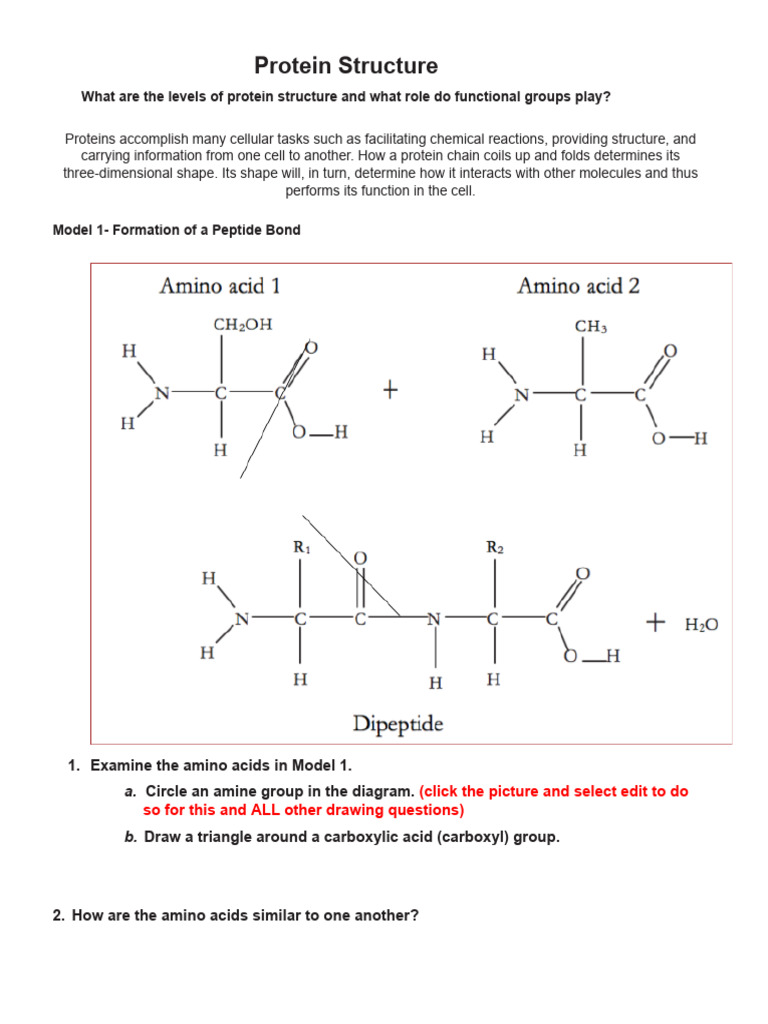 Protein Structure | Download Free PDF | Protein Structure | Proteins