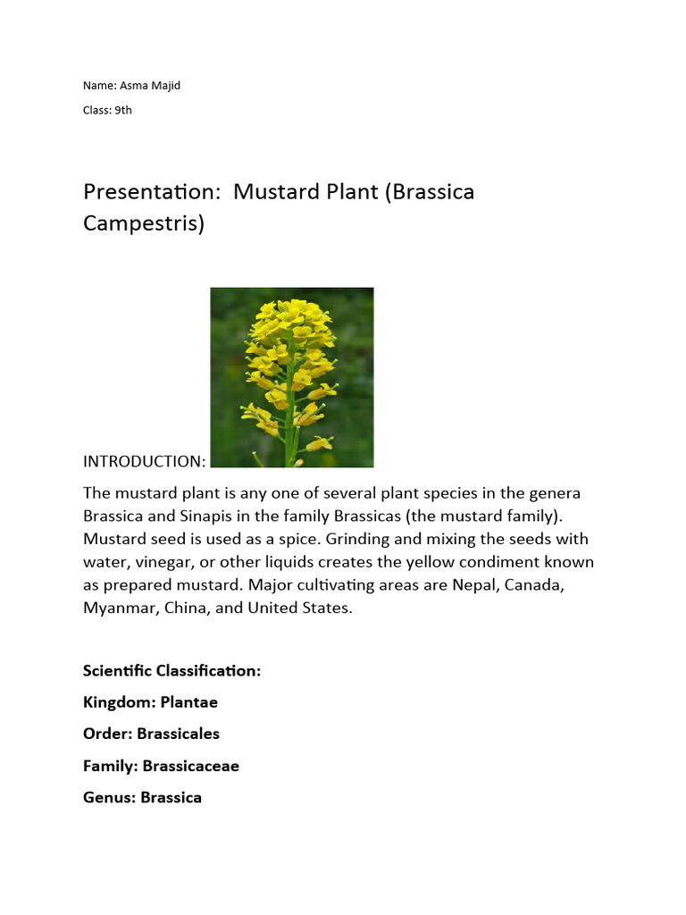 Mustard PLant | PDF | Home & Garden