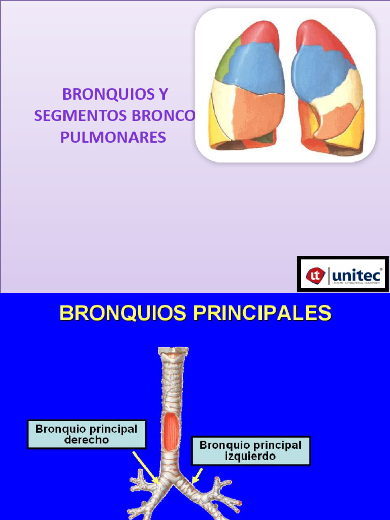 Segmentos - Broncopulmonares | PDF | Pulmón | Respiración