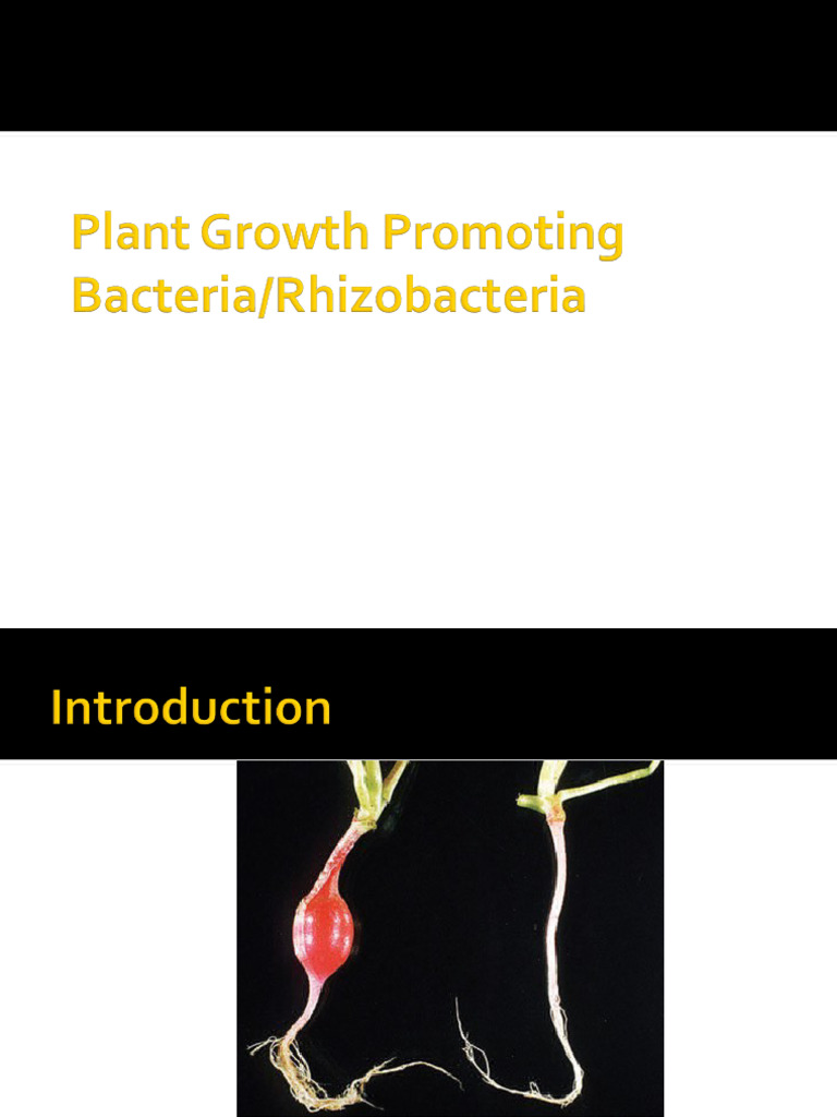 Plant Growth Promoting Bacteria | PDF | Microbiology | Botany