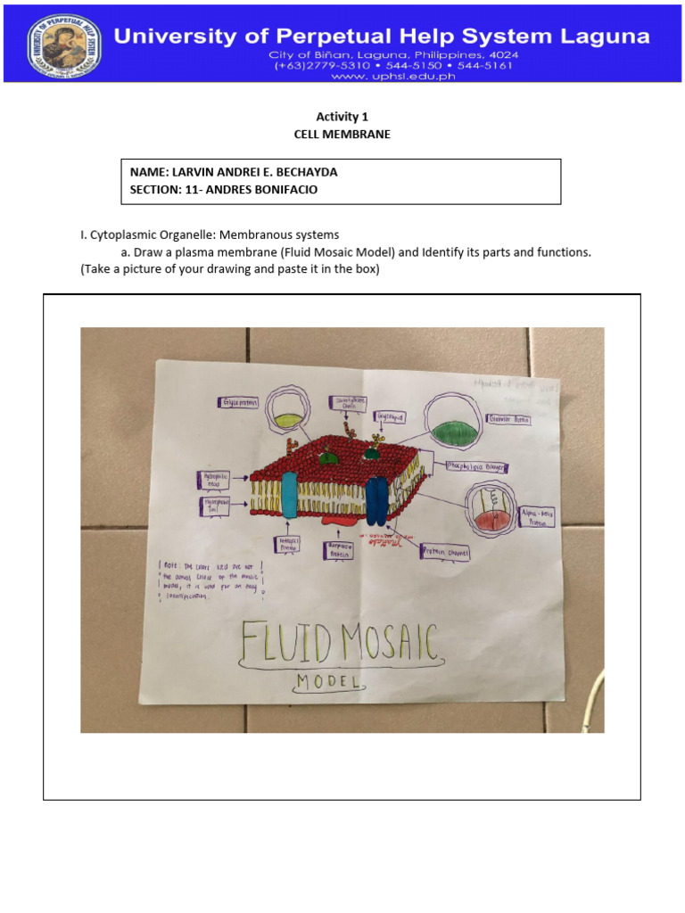Fluid Mosaic Model Activity | PDF | Cell Membrane | Lipid Bilayer