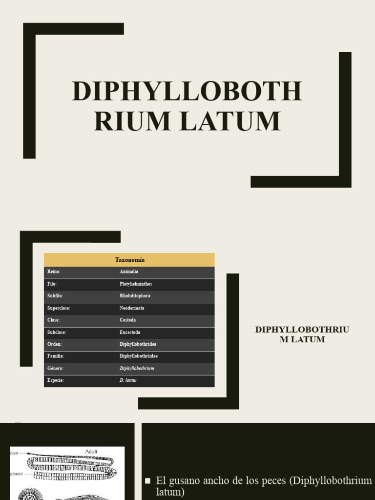 Diphyllobothrium Latum | PDF | Especialidades Medicas