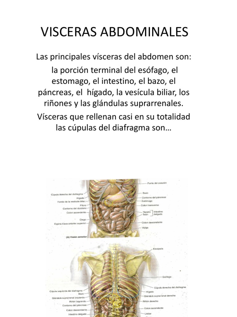 Visceras Abdominales | PDF | Estómago | Abdomen