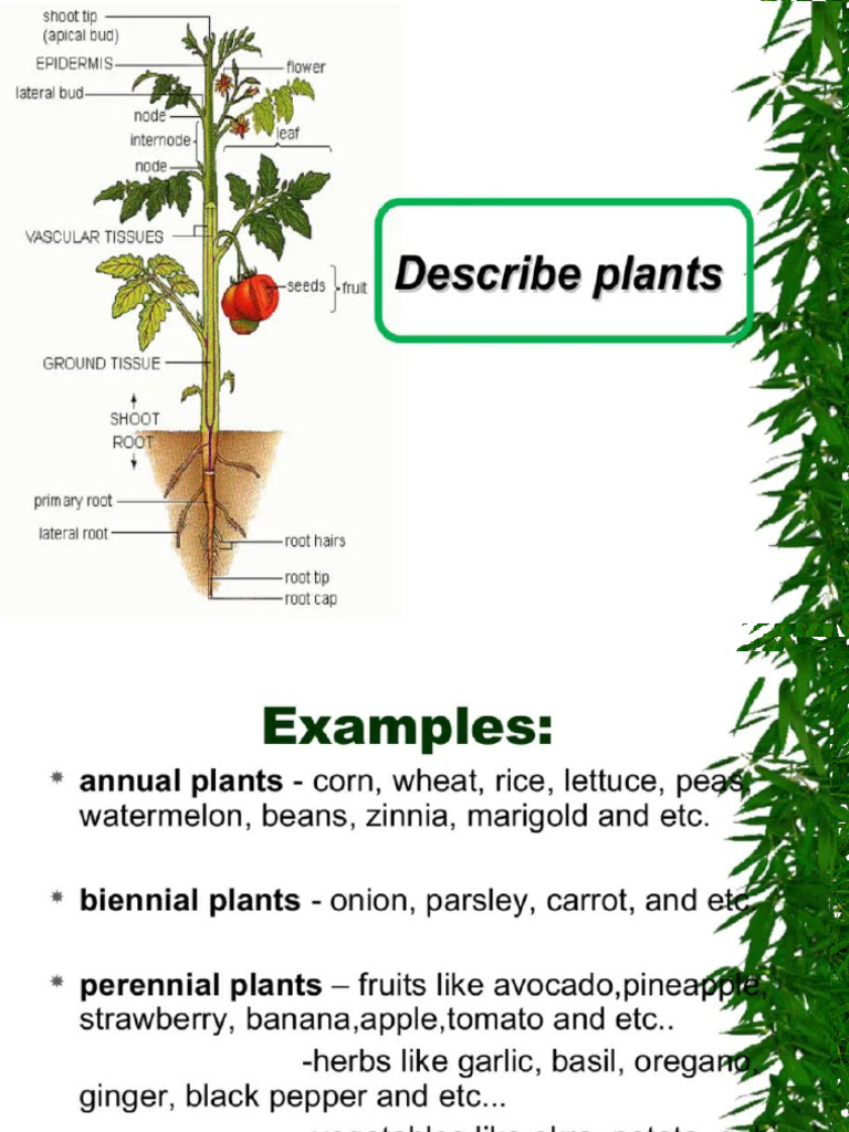 Botany PPT 1 | Download Free PDF | Flowers | Leaf