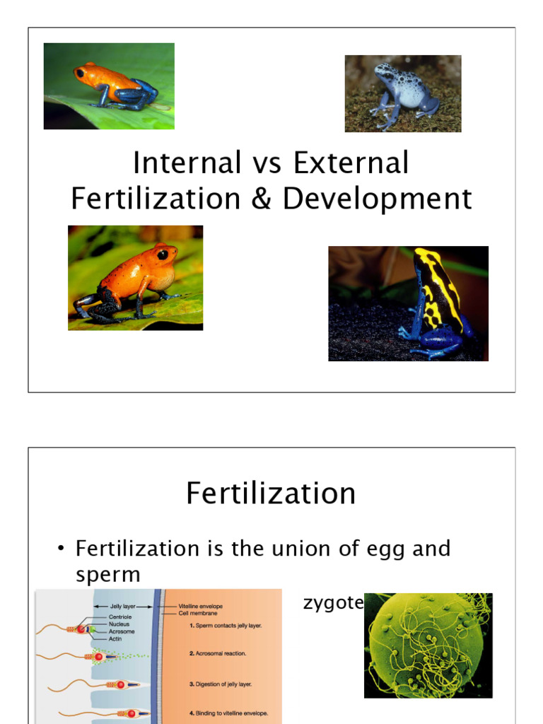 Internal Fertilization Animals