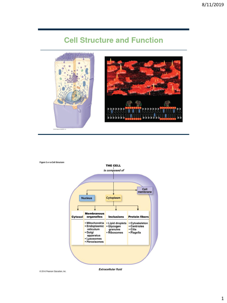 Chapter 03 (Lecture Slides) | PDF | Cell Membrane | Endoplasmic Reticulum Chapter 03 (Lecture Slides) | PDF | Cell Membrane | Endoplasmic Reticulum