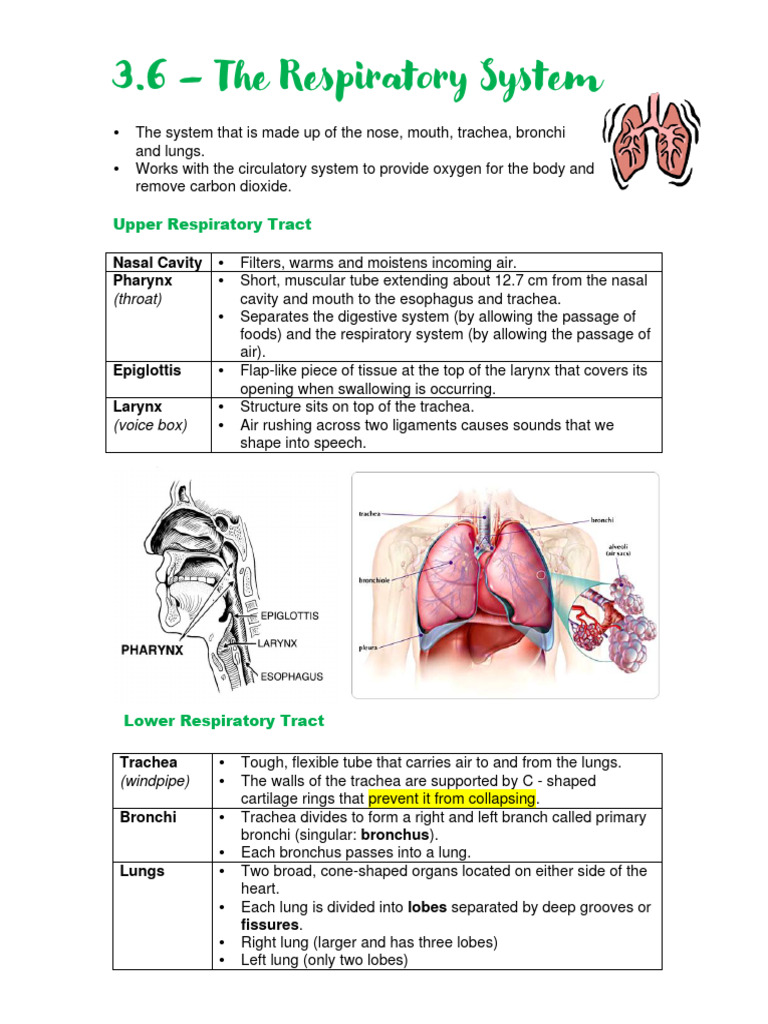 3.6 - The Respiratory System | PDF | Respiratory Tract | Lung
