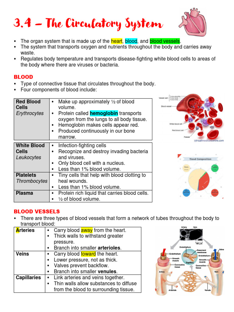 3.4 - The Circulatory System | PDF | Blood | Heart