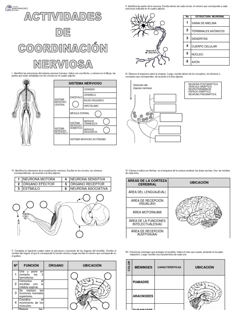 actividades imagenes sistema nervioso | PDF | Sistema nervioso | Sinapsis