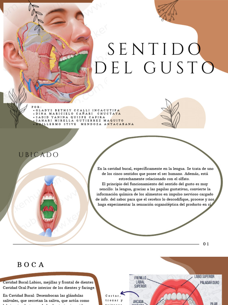 SENTIDO DEL GUSTO, Sami | PDF | Gusto | Anatomía
