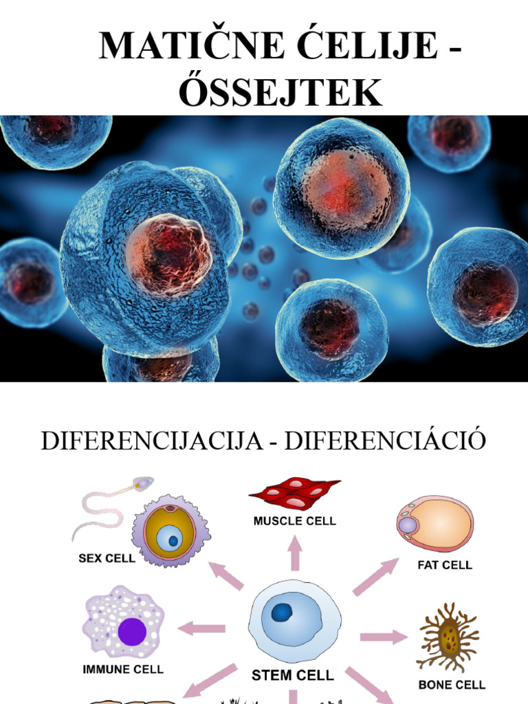Maticne Celije - Őssejtek | PDF