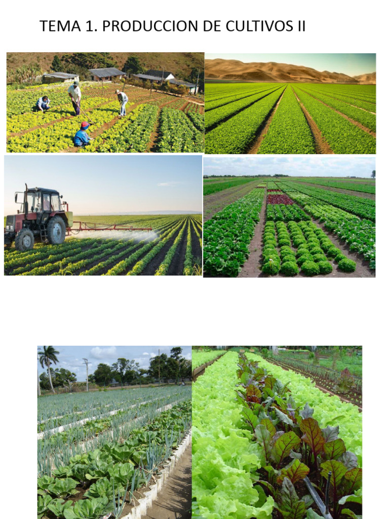 Produccion de Cultivos | PDF | Comida y bebida | Agricultura