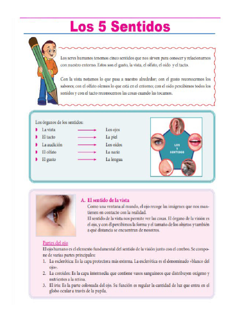 Ficha Sentidos | PDF