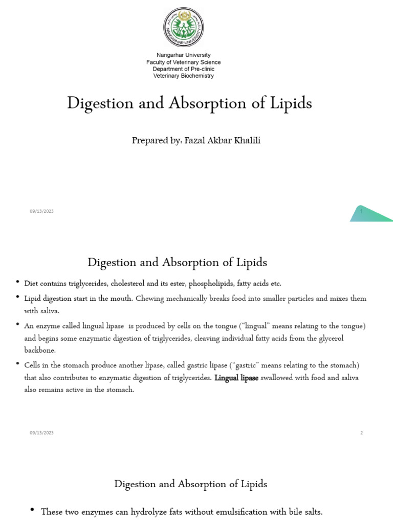Digestion and Absorption of Lipids | PDF | Digestion | Small Intestine