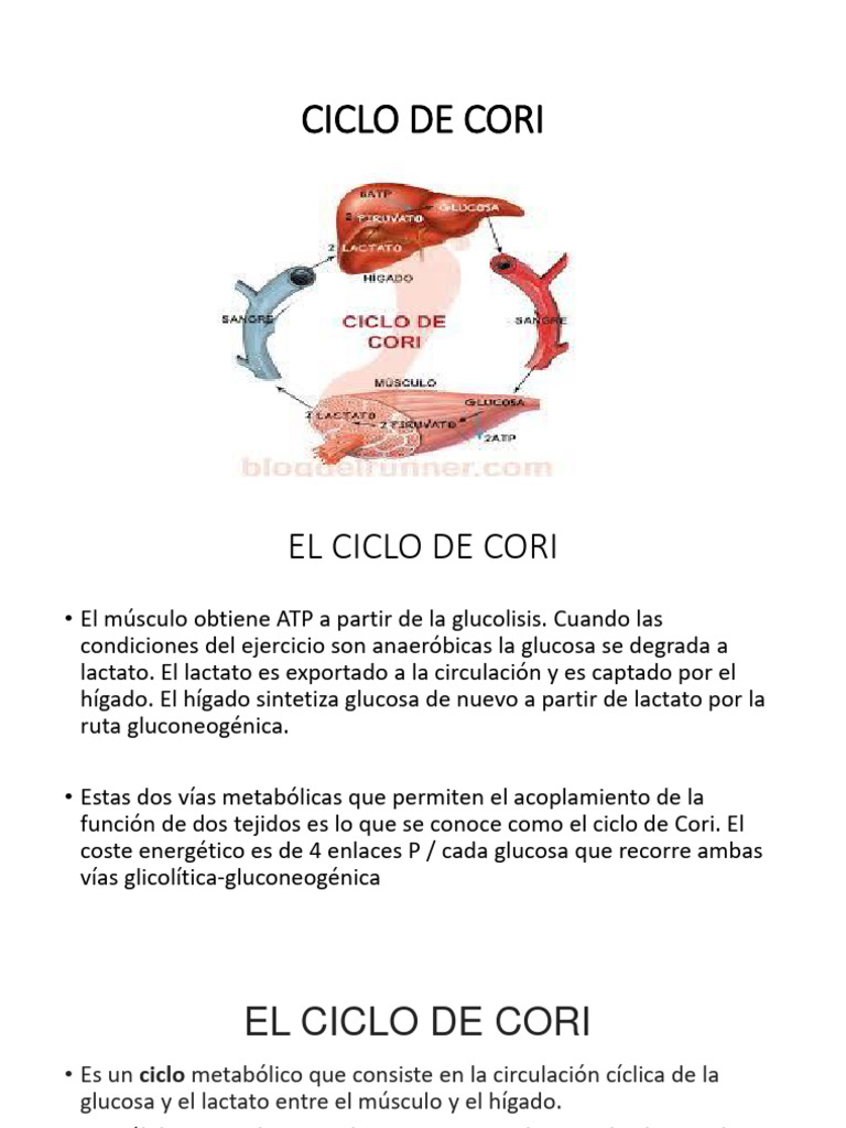 Ciclo de Cori | PDF | Ácido láctico | Glucólisis