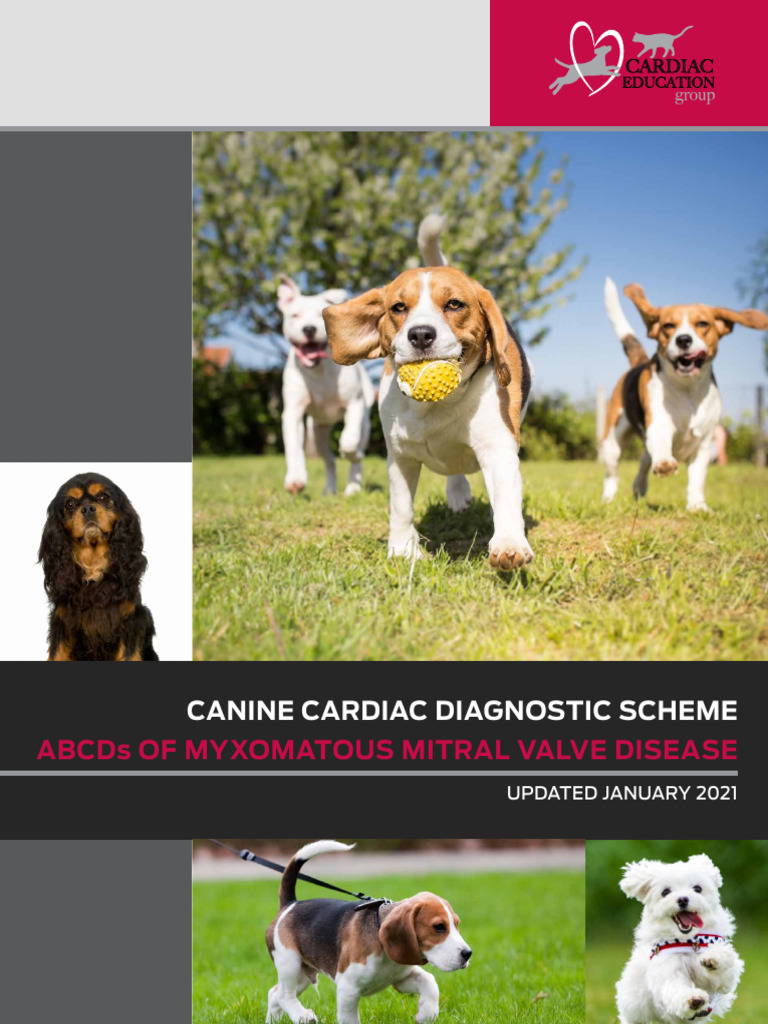 Ceg Abcd Brochure | PDF | Heart Failure | Heart