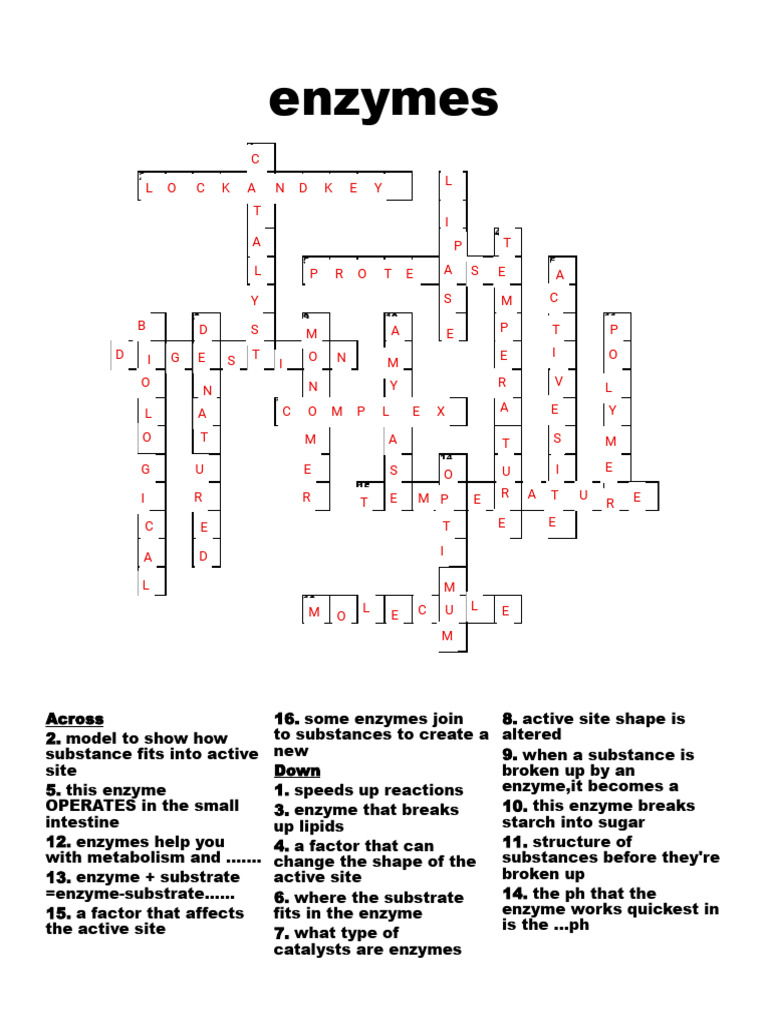 Enzymes Crossword Puzzle Answers | PDF | Enzyme | Active Site