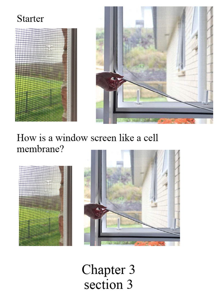 3.3 Cell Membrane | PDF | Cell Membrane | Lipid Bilayer