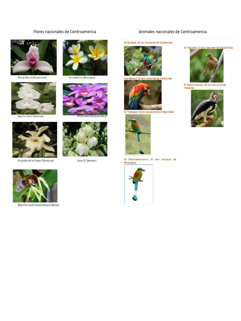 Flores Nacionales de Centroamerica Animales Nacionales de Centroamerica ...