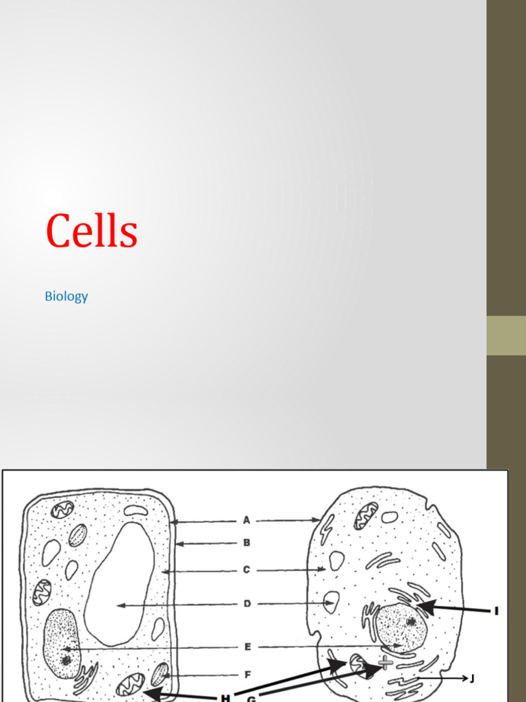 Cells, Viruses and Bacteria | PDF | Cell (Biology) | Endoplasmic Reticulum