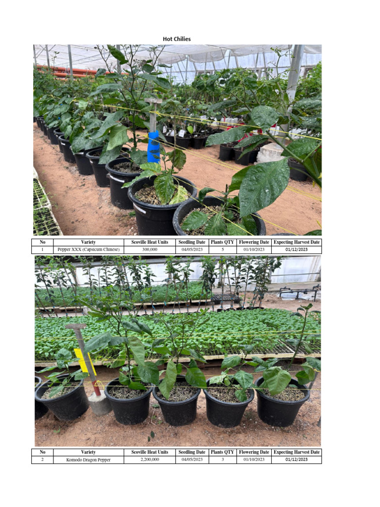 Hot Peppers | PDF | Chili Pepper | Capsicum