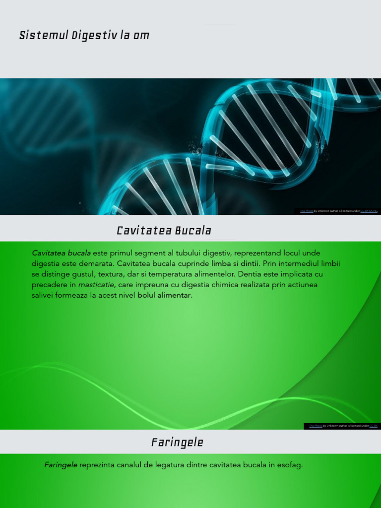 Proiect Biologie-Sistem Digestiv La Om | PDF