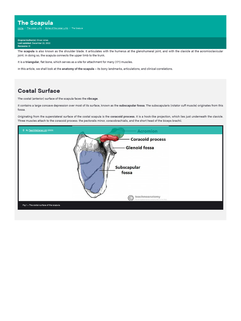 The Scapula - Surfaces - Fractures - Winging - TeachMeAnatomy | PDF ...
