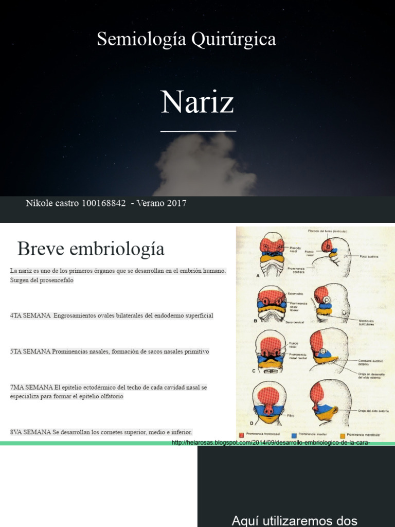 Semiología medica Nariz | PDF | Nariz humana | Especialidades Medicas