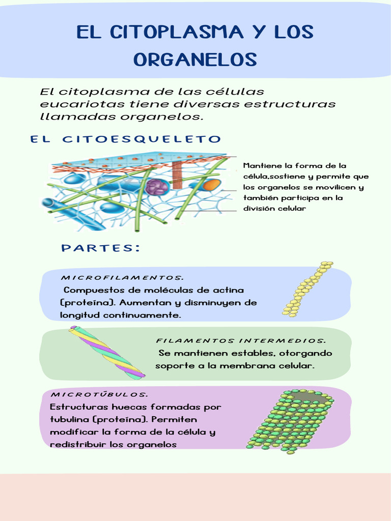 Infogracia Del Citoplasma y Los Organelos | PDF | Citoplasma | Biología ...