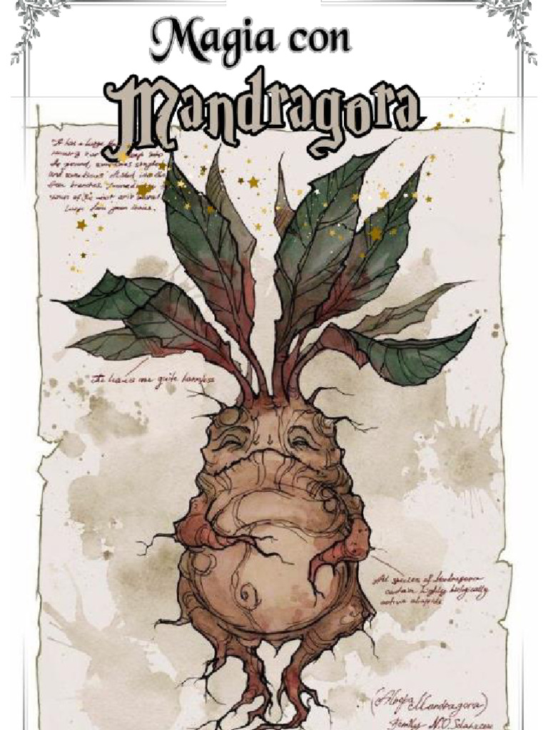 Propiedades Mágicas de la Mandrágora | PDF | Brujería