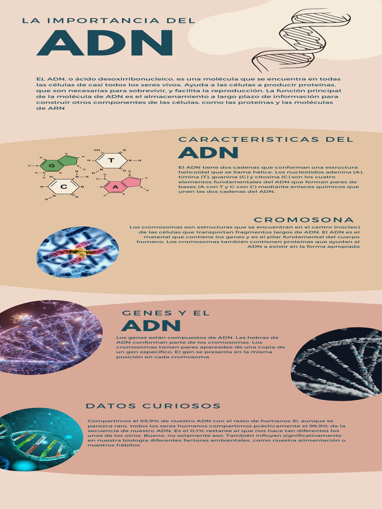 Infografia Del ADN | Descargar gratis PDF | Adn | Gene