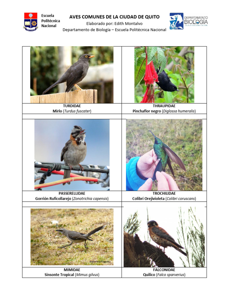 Guía de Identificación de Aves en El Campus Politécnico | PDF | Ciencia ...