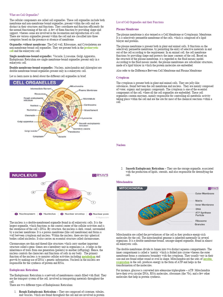 Overview of Cell Organelles and Functions | PDF | Cell (Biology) | Cell ...