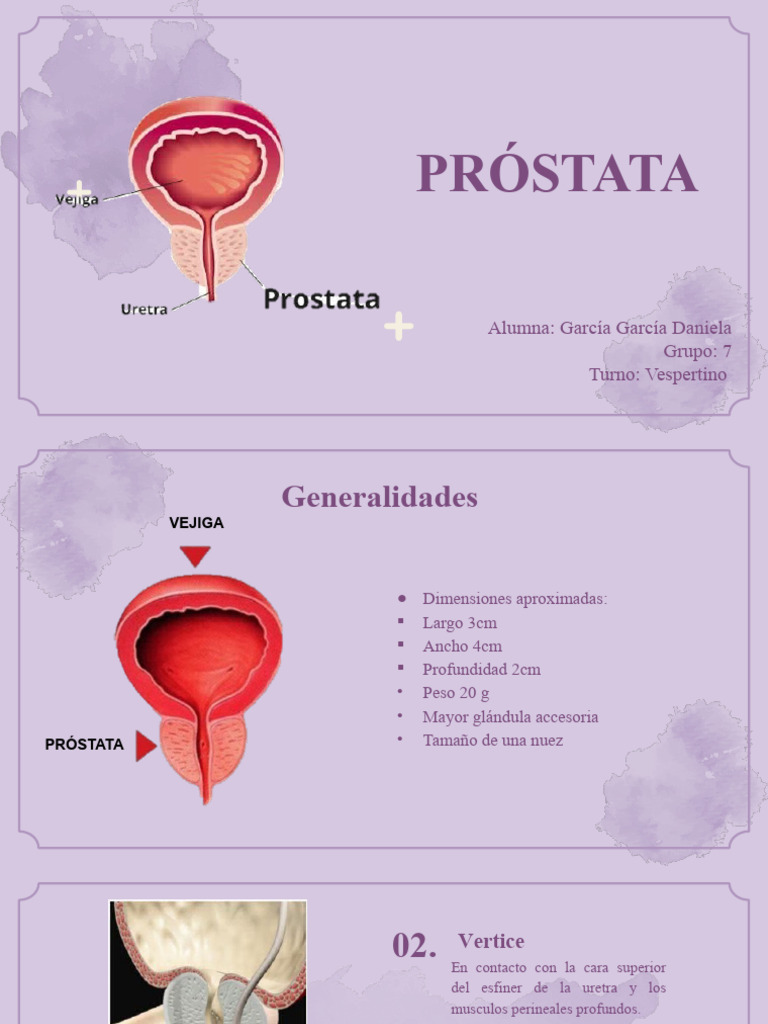 Anatomia de Próstata | PDF | Próstata | Anatomía