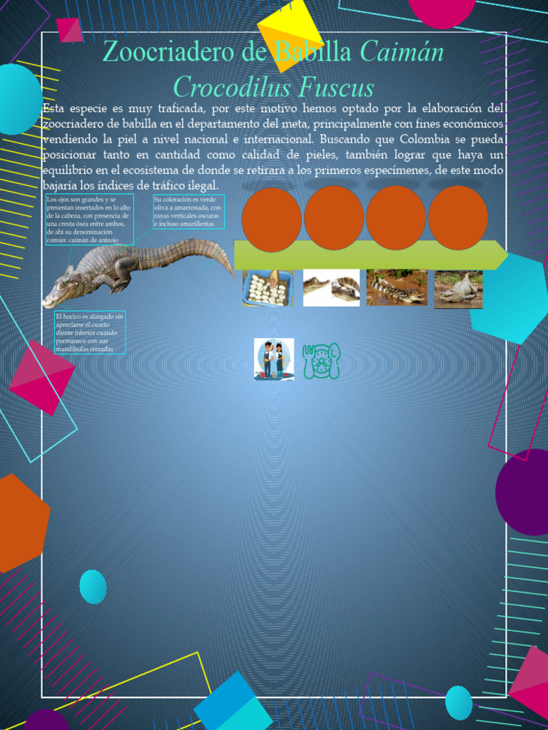 Poster Caiman Crocodilus Fuscus | PDF
