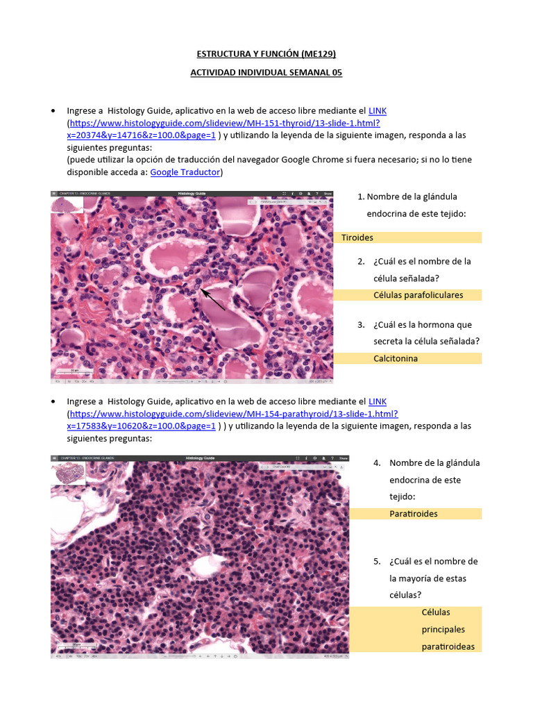 ME129 EyF TAREA Sem05 24 | PDF | Hueso | Sistema endocrino