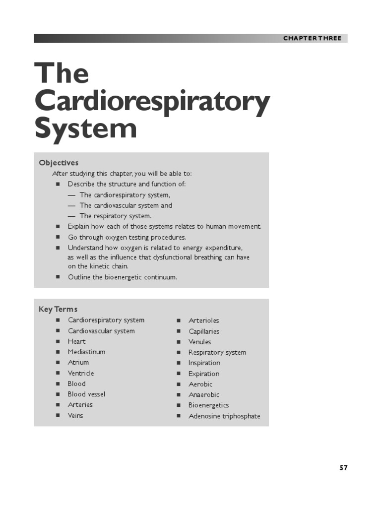 03 The Cardiorespiratory System | PDF | Heart | Lung