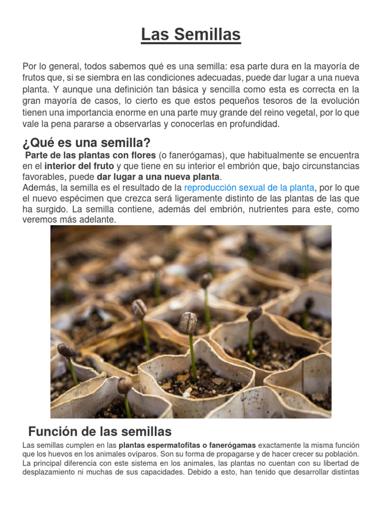 Función e Importancia de las Semillas | PDF | Semilla | Germinación