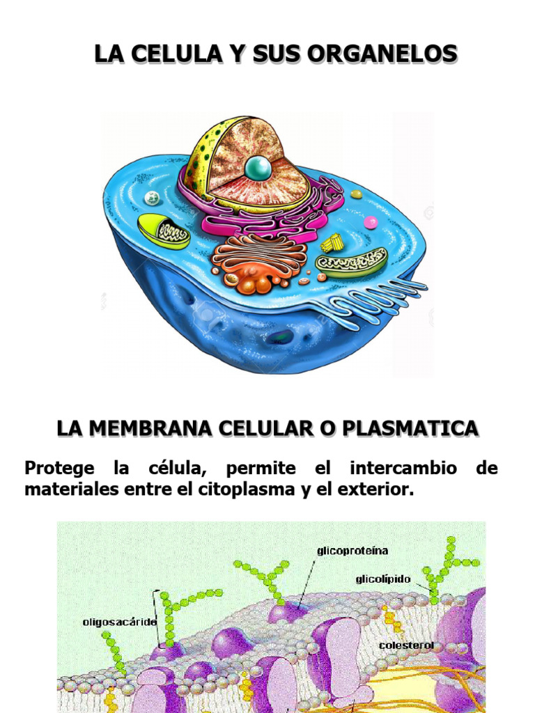 La Celula y Sus Organelos | PDF | Retículo endoplásmico | Mitosis