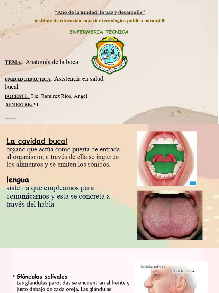 Anatomía de la Boca y sus Funciones | PDF | Boca | Músculo esquelético